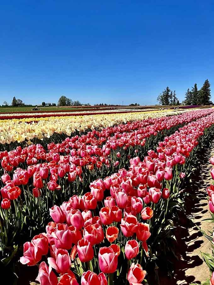 When the tulips bloom in perfect rainbow order, even your most jaded friend admits it's pretty spectacular.