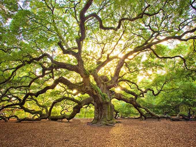 Sunlight filters through ancient branches like nature's own cathedral, creating a canopy that's stood for centuries.