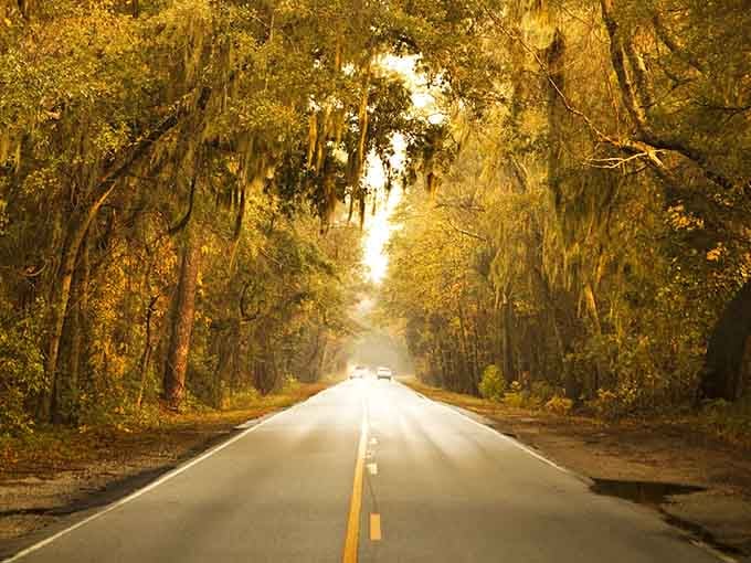 Golden light filters through ancient oaks creating a cathedral of nature that makes every commute feel sacred.