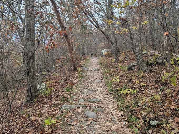 Autumn's curtain call paints this rocky trail in russet and gold, inviting you into nature's quiet theater.