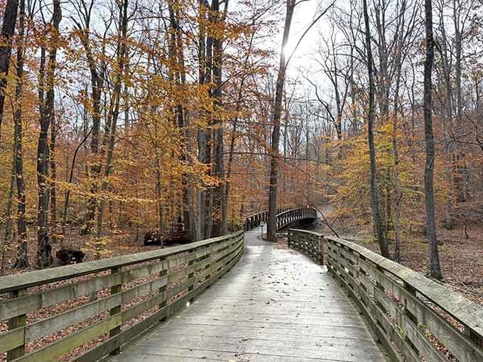 This boardwalk curves through autumn's grand finale like nature's own yellow brick road minus the wizard.