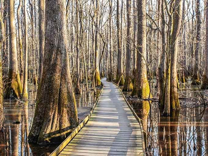 Golden light filters through ancient cypress trees standing in dark water like nature's own cathedral of wonder.