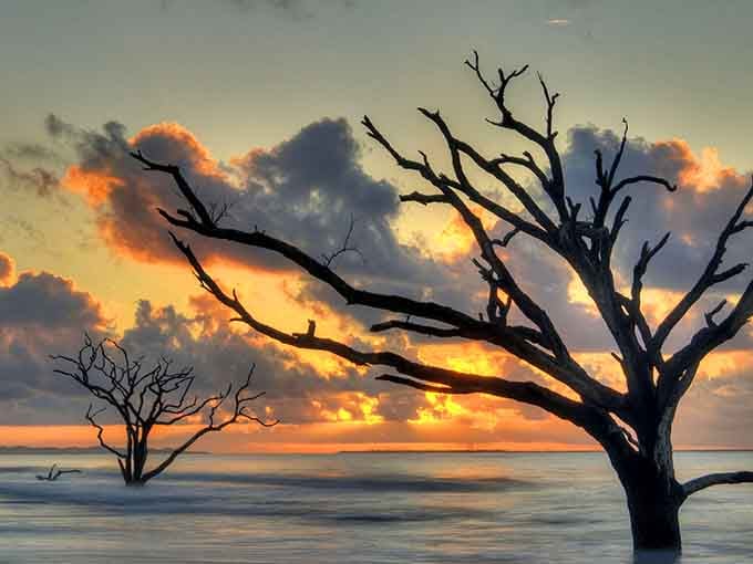 When the ocean reclaims the forest, you get this hauntingly beautiful scene painted in fire and gold.