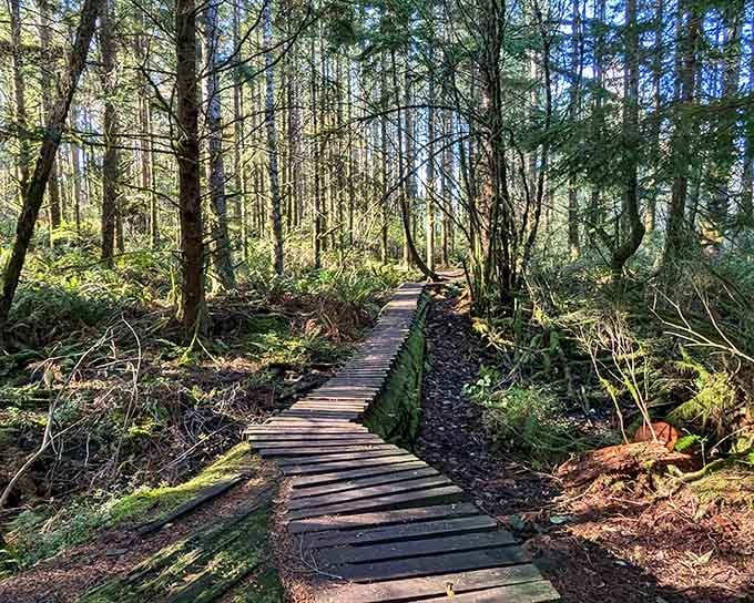 This wooden boardwalk through moss-draped forest feels like nature's own yellow brick road to somewhere magical.