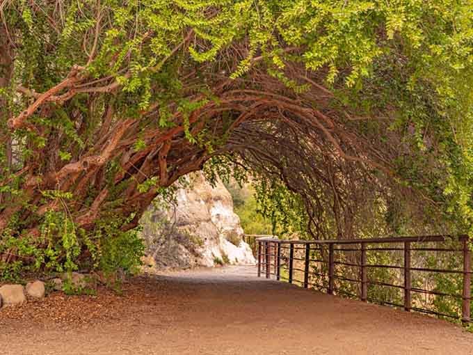 Nature's own cathedral arch welcomes you with twisted branches and dappled sunlight filtering through living walls.