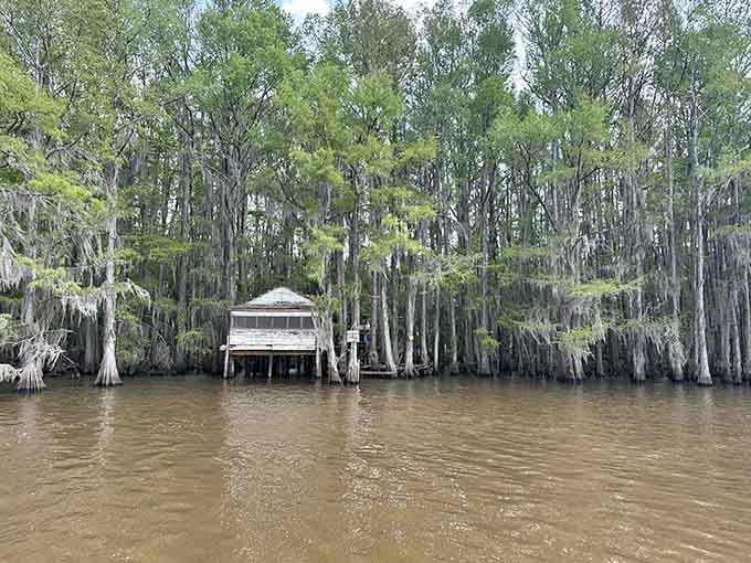 Spanish moss drapes these cypress trees like nature's own curtain call, creating a scene straight from a Southern Gothic novel.