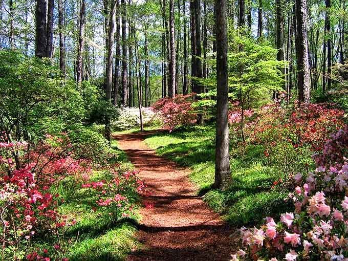 Nature's own red carpet unfolds through towering pines, where azaleas bloom in shades that'd make Monet jealous.