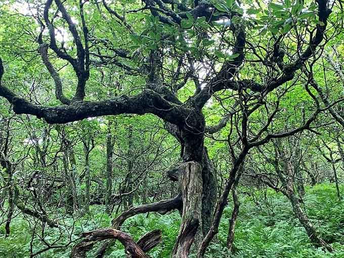 Nature's own sculpture garden where ancient trees twist into living art pieces that would make Tolkien weep with joy.