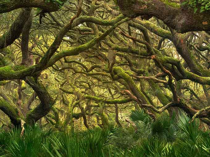 These moss-draped oaks twist like nature's own sculpture garden, creating a canopy that feels positively enchanted.