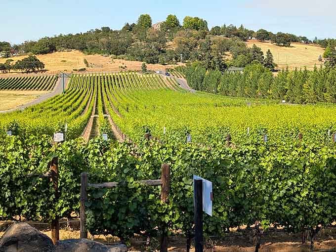 These vineyard rows stretch toward golden hills like nature's own pinstripe suit, perfectly tailored and impossibly green.