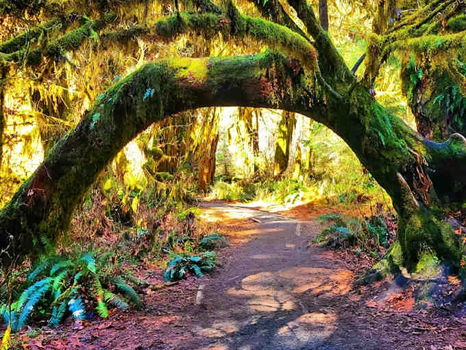 Walking this emerald tunnel is like stepping into a fairy tale where every surface glows with life.