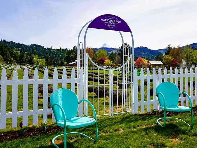 Those turquoise chairs against purple lavender and mountain views create the perfect postcard moment you'll want to recreate.