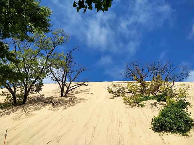 Trees clinging to towering sand dunes under brilliant blue skies: it's like Lawrence of Arabia met the Midwest.