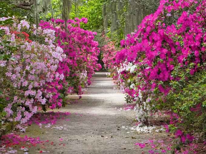 Mother Nature went absolutely wild with her paintbrush here, creating a floral tunnel that'll make your heart skip.