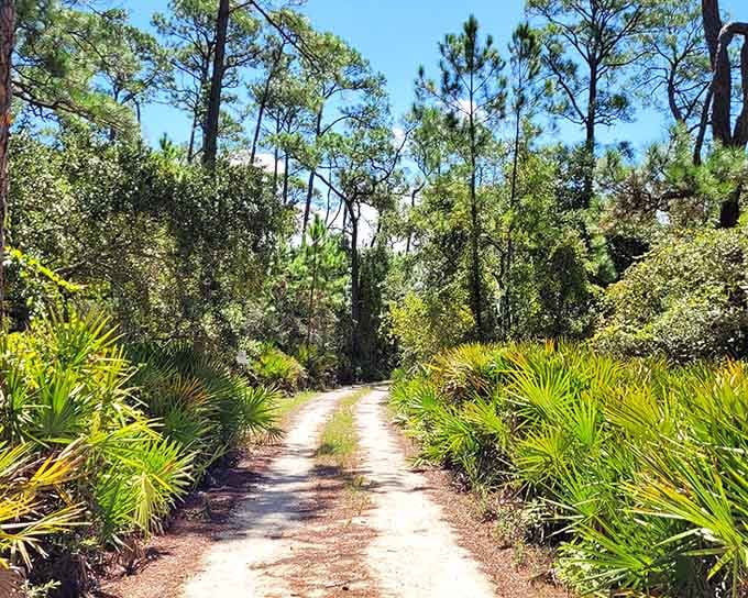 Those palmetto fans lining the sandy path create a tropical tunnel that feels worlds away from everyday life.