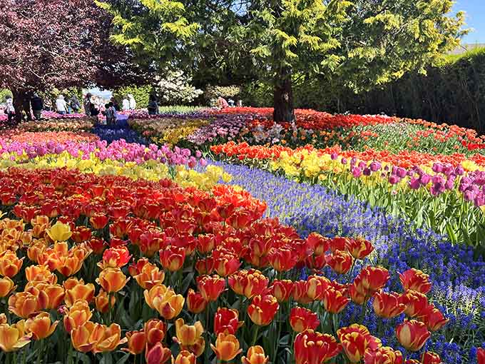 When tulips bloom this bright, your camera works overtime and your heart does a little happy dance.