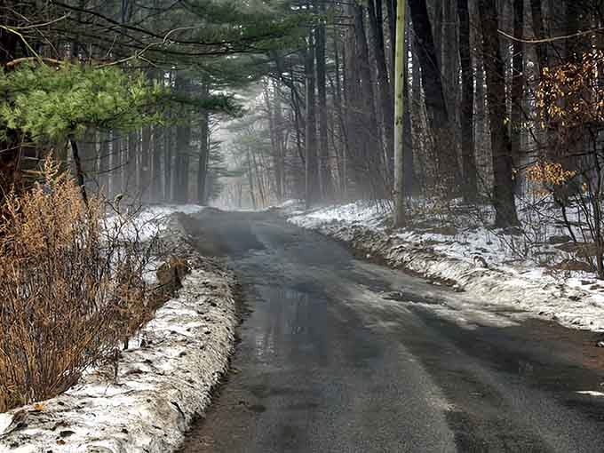 Winter fog rolling through these towering trees creates an atmosphere straight out of a classic mystery novel.