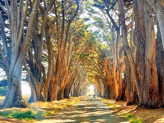 Golden light filters through towering cypress trees that arch overhead like nature's own cathedral ceiling.