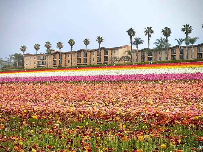 Mother Nature's paint-by-numbers masterpiece stretches across fifty acres of pure, unapologetic joy in brilliant rainbow stripes.