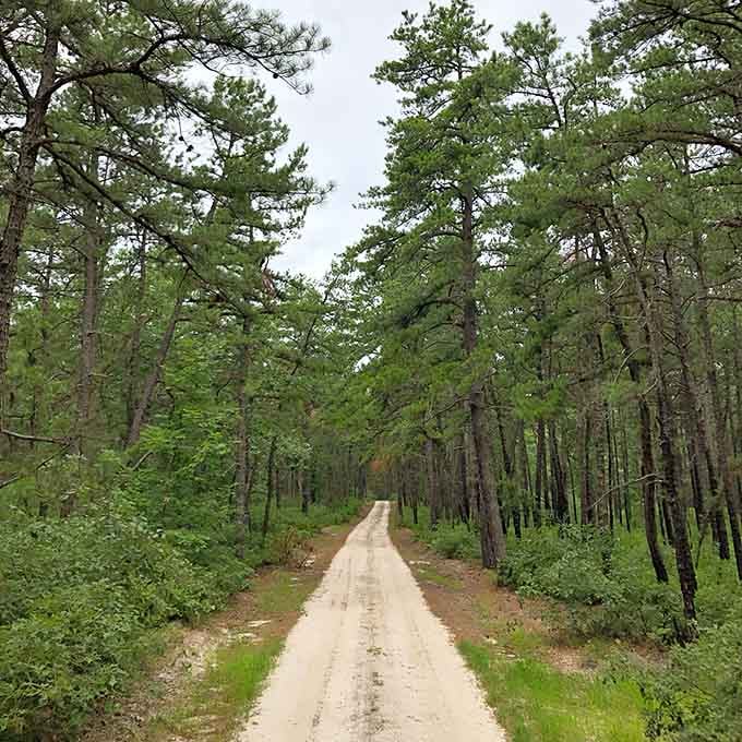 This sandy path through towering pines looks peaceful until you remember all those Jersey Devil legends from childhood.