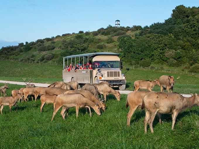 Safari vibes meet Midwest charm as these magnificent creatures graze peacefully beside your tour bus.