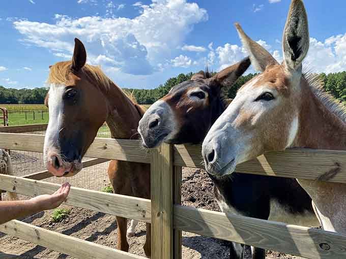 The welcoming committee at Wild Woods Farm knows how to make an entrance with those eager faces.