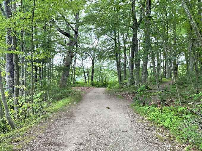 This gravel path curves gently through emerald woods where sunlight filters down like nature's own spotlight show.