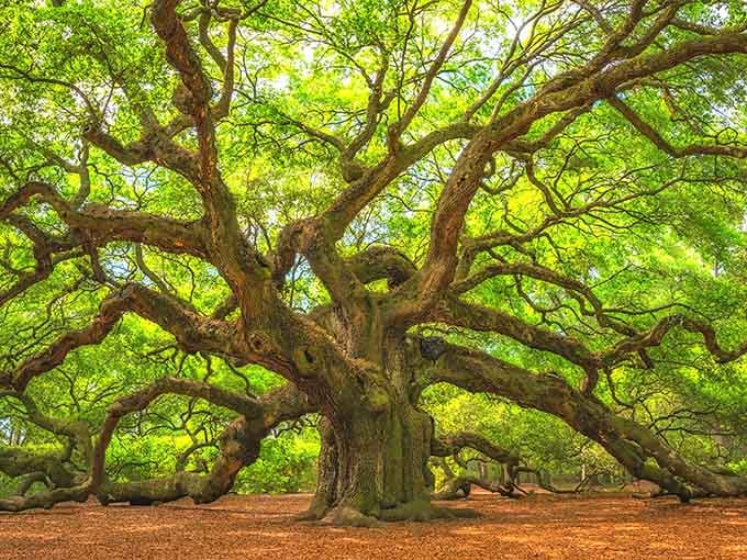 Those twisting limbs reach out like welcoming arms, proving that some trees deserve their own fan club.