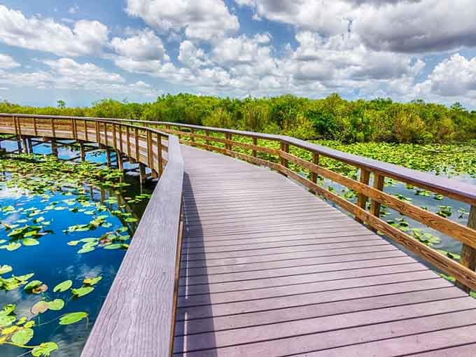Lily pads dot the water like green polka dots while the boardwalk invites you into the Everglades' living room.
