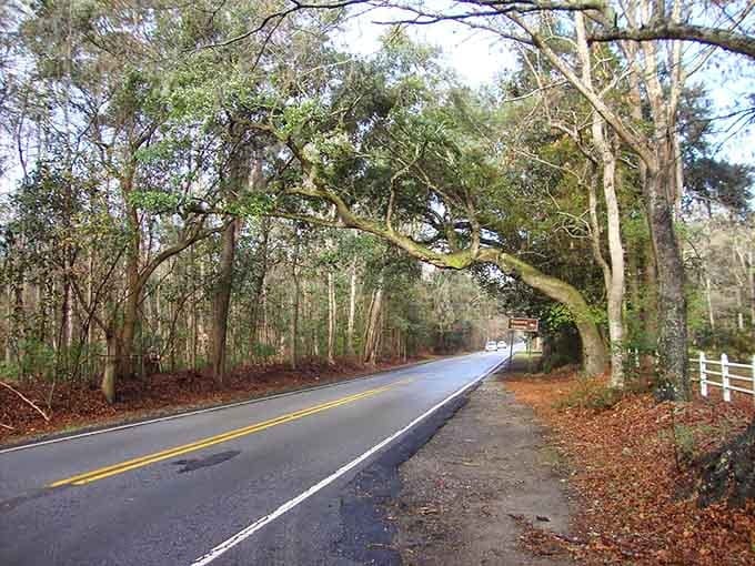 This quiet stretch proves that sometimes the best destinations are the roads themselves, not what's waiting.