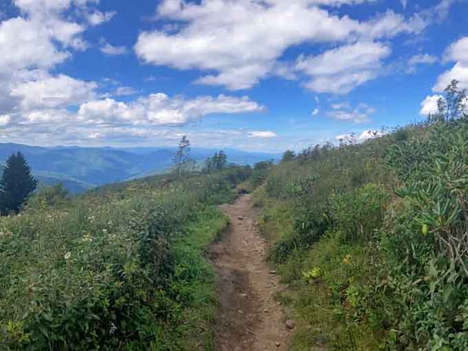 Those rolling blue ridges stretch endlessly like nature's own version of a Bob Ross painting come to life.