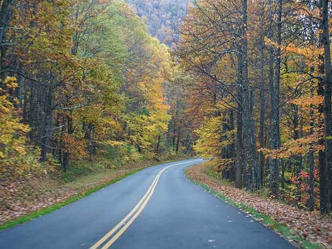 Autumn transforms this winding road into nature's own kaleidoscope, painting every curve with gold and amber brilliance.