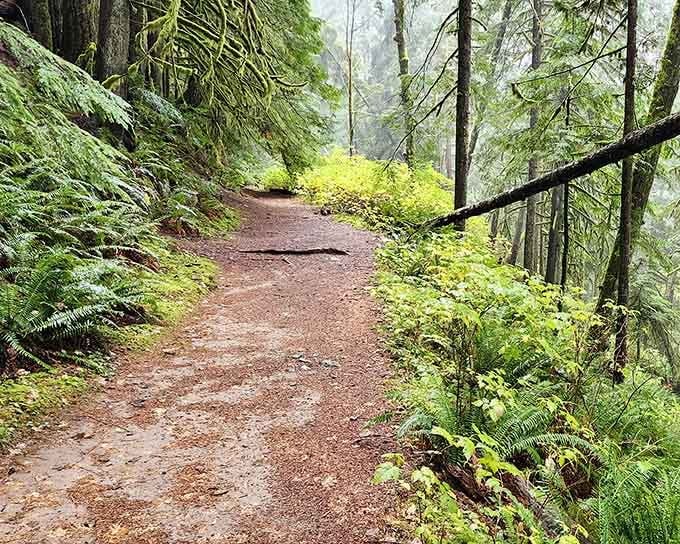 Sunlight filters through towering trees onto this peaceful trail, where ferns carpet the forest floor in emerald green.