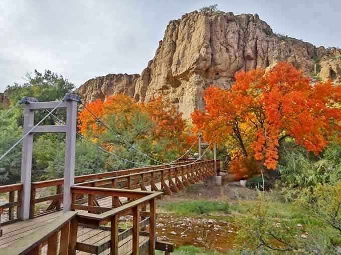 When autumn paints the desert gold and orange, this suspension bridge becomes your gateway to botanical wonder.