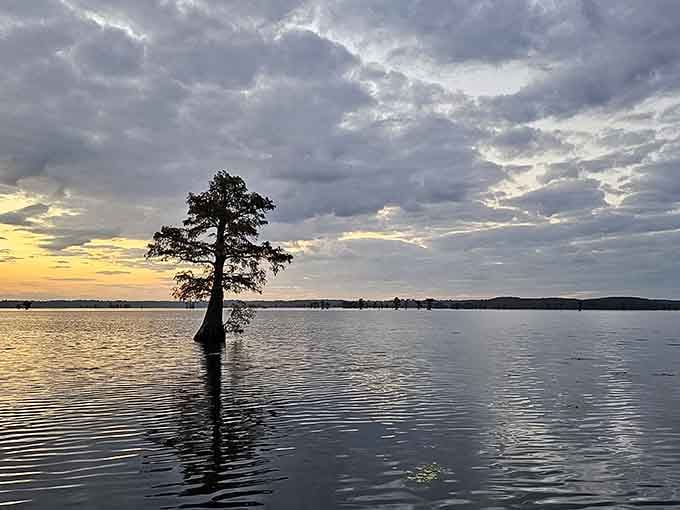 One lone cypress stands in golden water at sunset, proving that sometimes the best company is your own reflection.