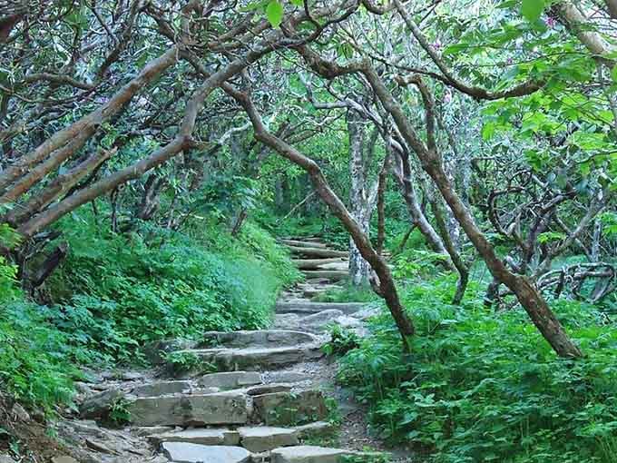 Stone steps lead through an enchanted tunnel of branches, like walking into a fairy tale your grandmother would have loved.