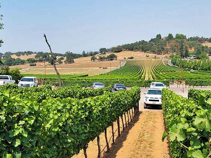 Walking between these vines feels like strolling through Provence, except the wine's made right here in Southern Oregon.