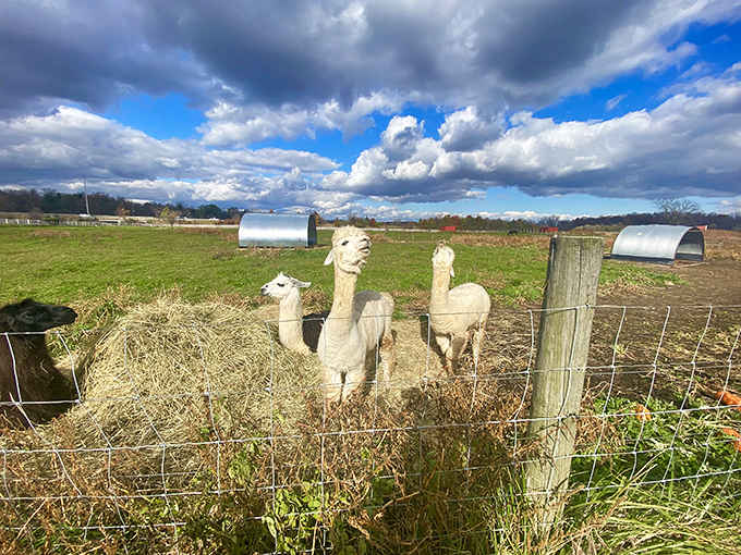 Alpacas posing like they're auditioning for a shampoo commercial under those dramatic clouds&mdash;nature's supermodels with better hair than us.