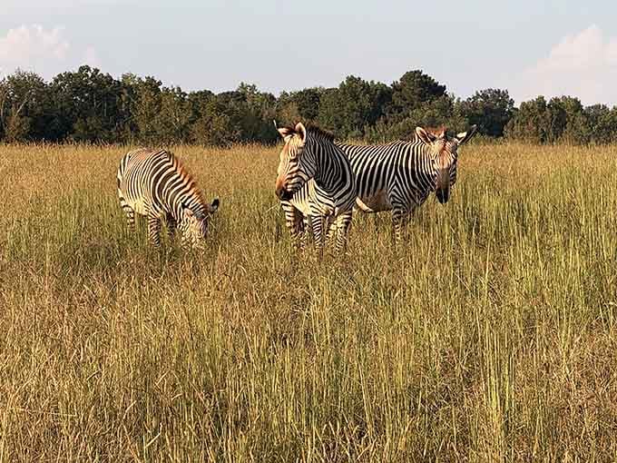 Three zebras grazing in golden grass, living their best striped life under wide open skies.