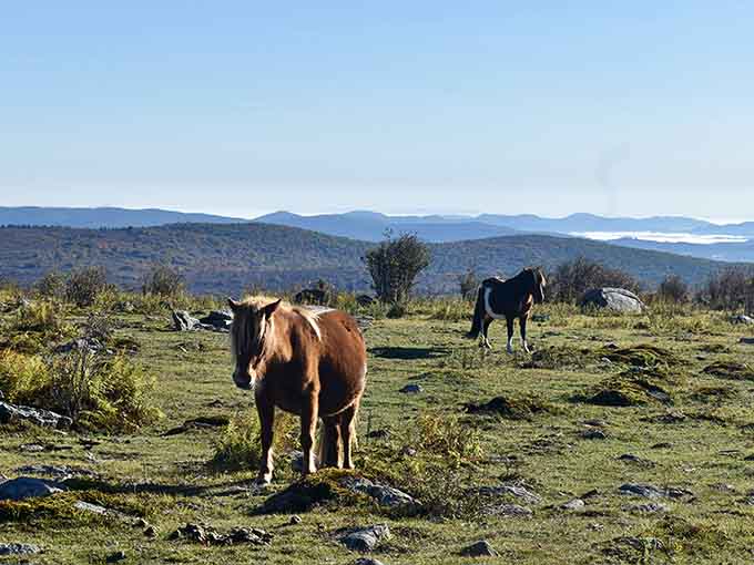 Wild ponies grazing on highland meadows with mountain views that stretch clear to next Tuesday.
