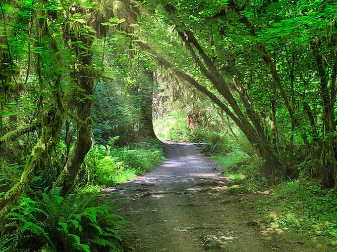 Nature's own green cathedral welcomes you through this moss-draped archway that feels straight out of Middle-earth.