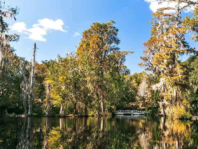 Spanish moss drapes these ancient trees like nature's own curtains, reflecting perfectly in water that mirrors the golden sky.