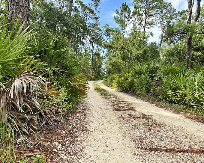 Sunlight filters through towering pines while wild palmettos stand guard along this peaceful coastal forest escape.