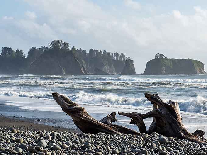 Those weathered logs tell stories of Pacific storms, scattered like giant pickup sticks across this moody coastline.