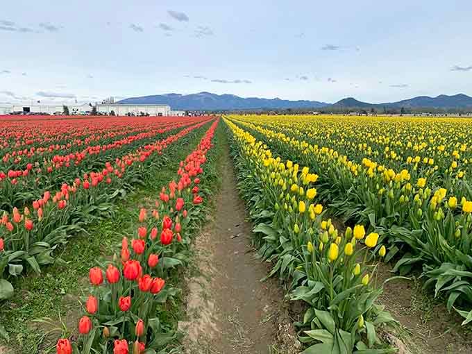These endless rows of tulips stretch toward distant mountains like nature's own candy-striped highway to happiness.