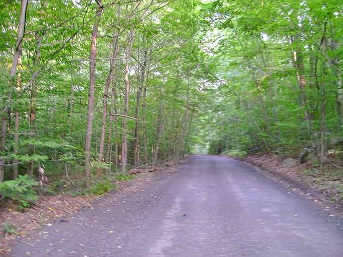 Summer's lush canopy transforms this winding road into a green tunnel that feels wonderfully isolated and mysterious.