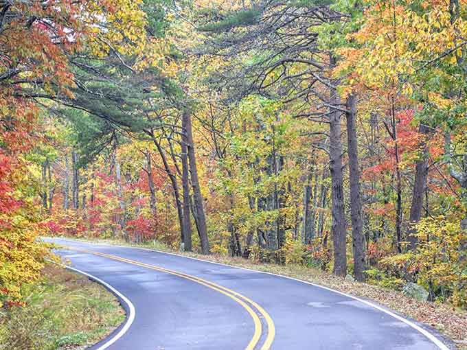 Every shade of autumn lines this smooth pavement like nature's own welcome mat through the forest cathedral.