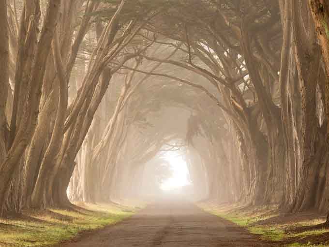 Morning fog transforms this tree tunnel into something from a dream, mysterious and absolutely breathtaking.