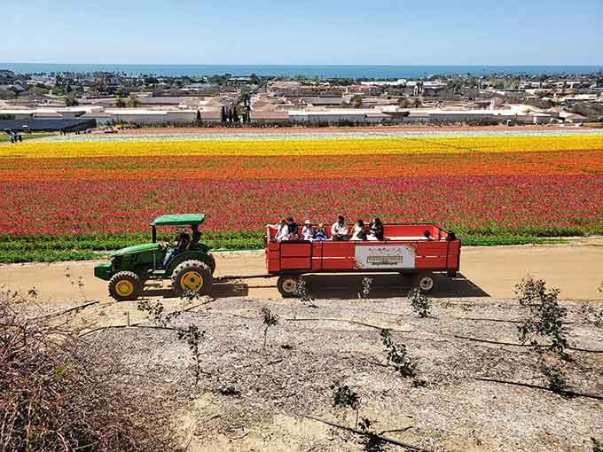 All aboard for a front-row seat to spring's greatest show, where millions of ranunculus blooms create living artwork.