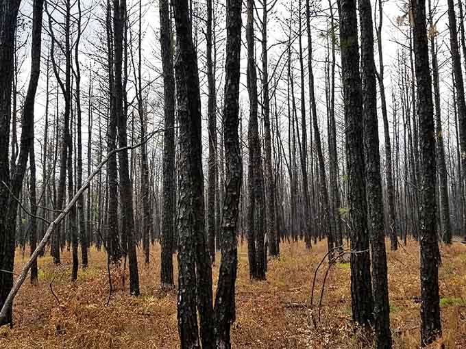When the trees stand this close together and the light gets dim, you understand why folklore thrives here.